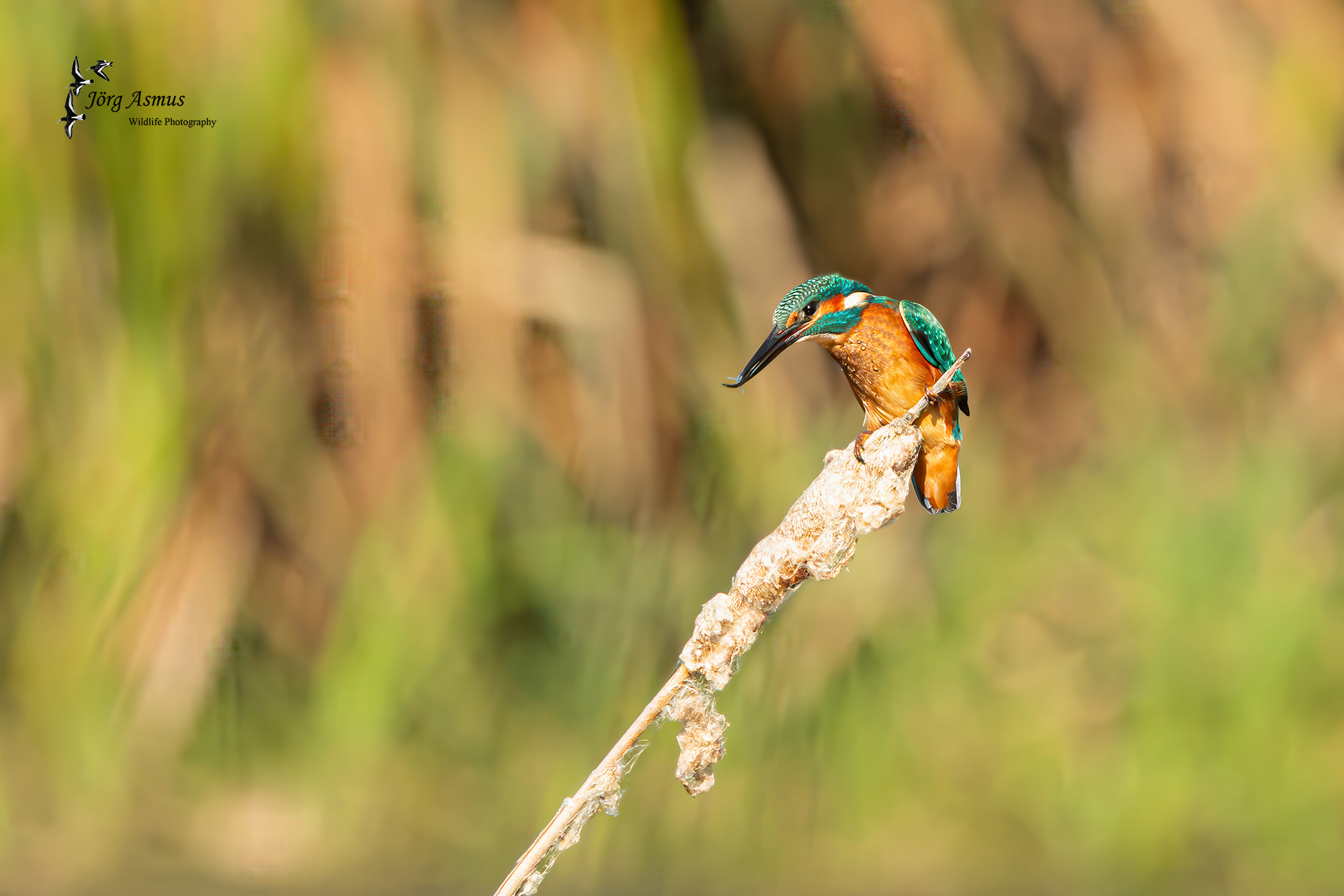 Wildlife-Photography - Jörg Asmus - Eisvogel