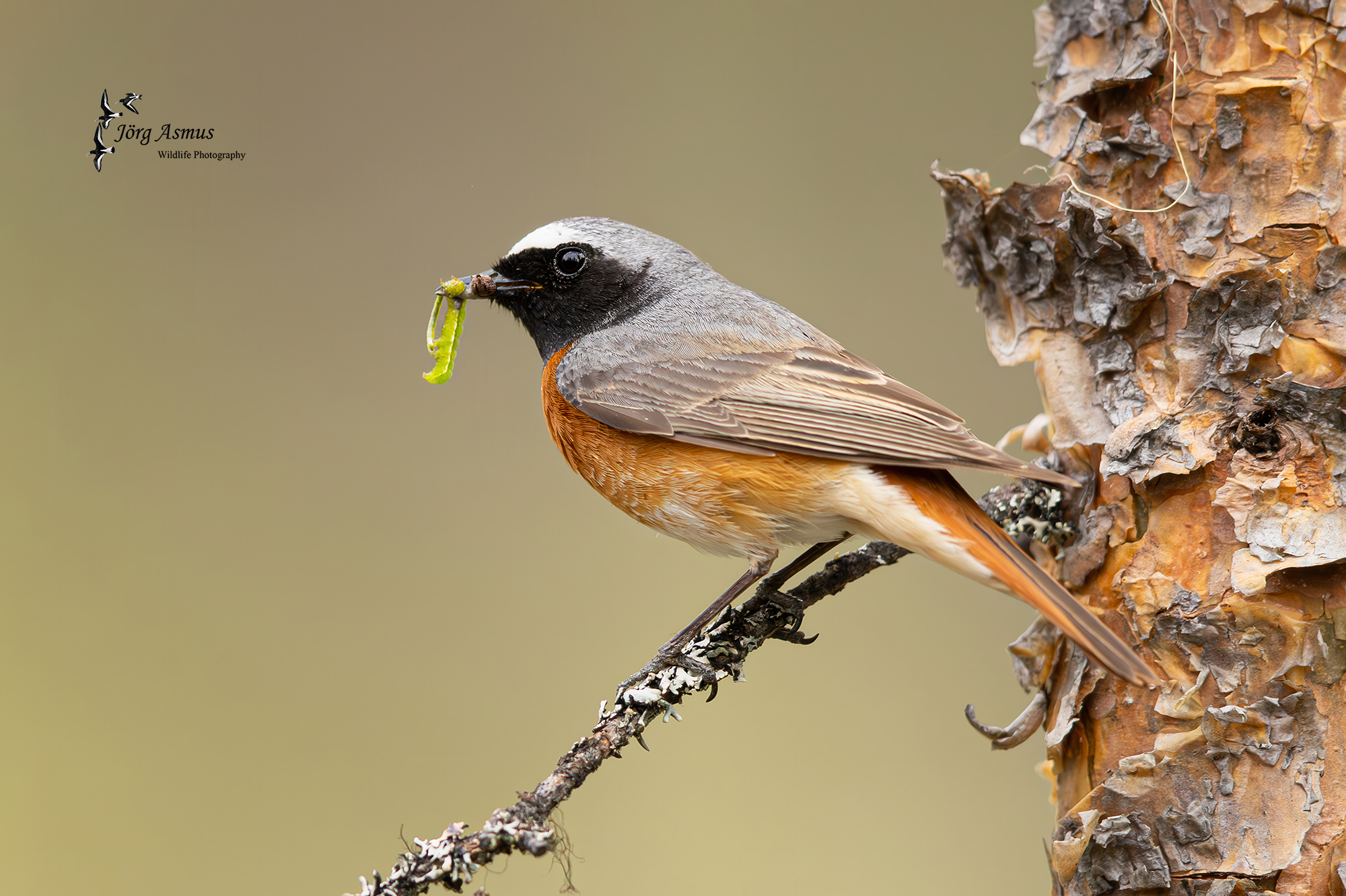 Wildlife-Photography - Jörg Asmus - Gartenrotschwanz