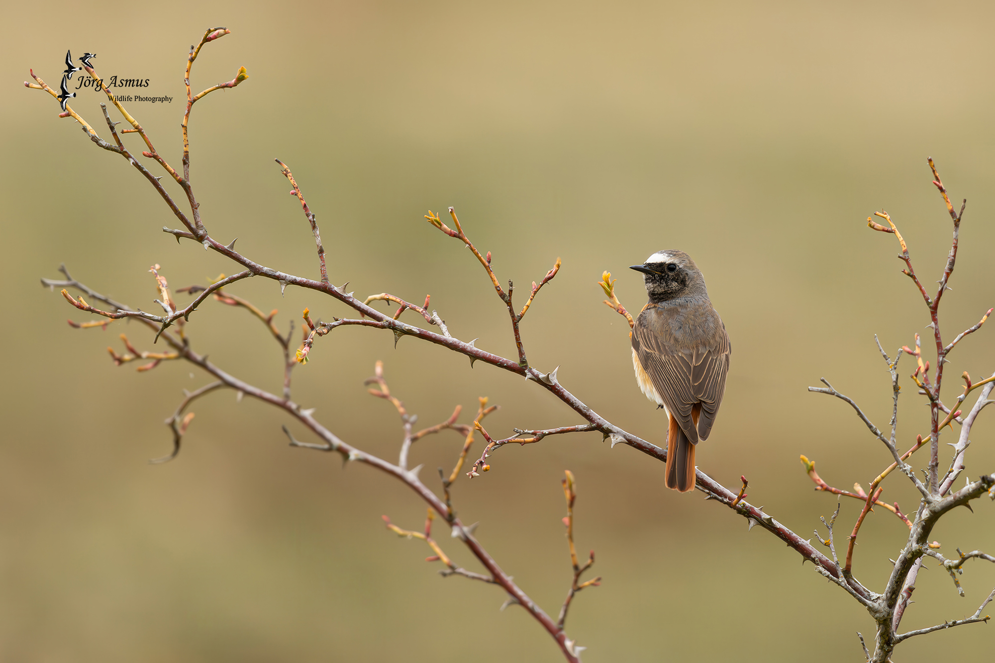 Wildlife-Photography - Jörg Asmus - Gartenrotschwanz