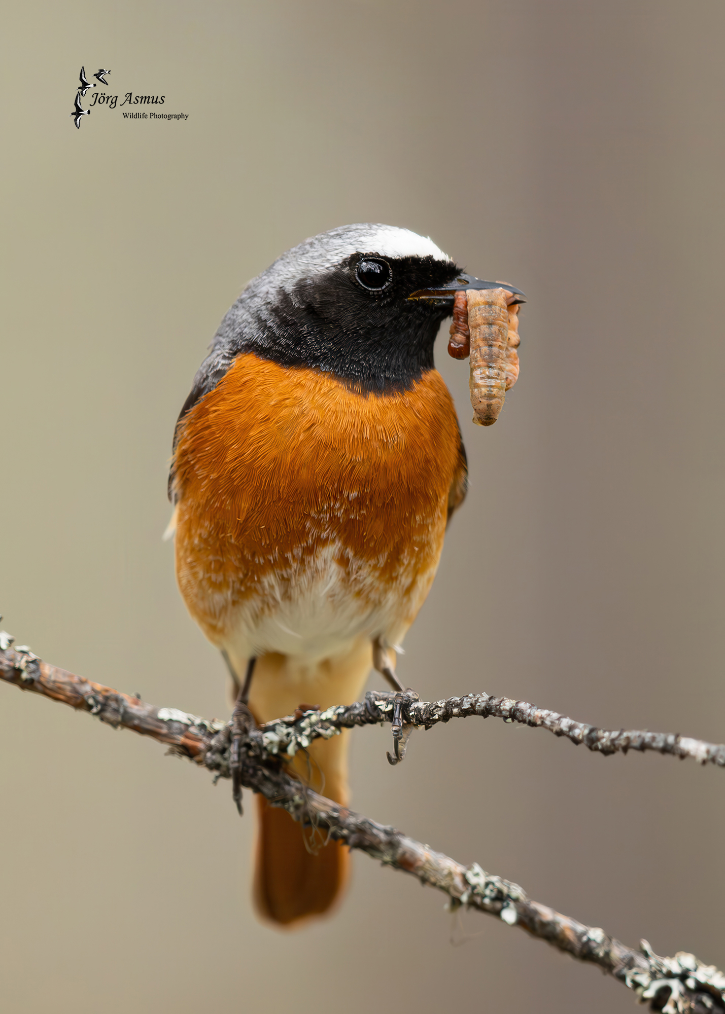 Wildlife-Photography - Jörg Asmus - Gartenrotschwanz