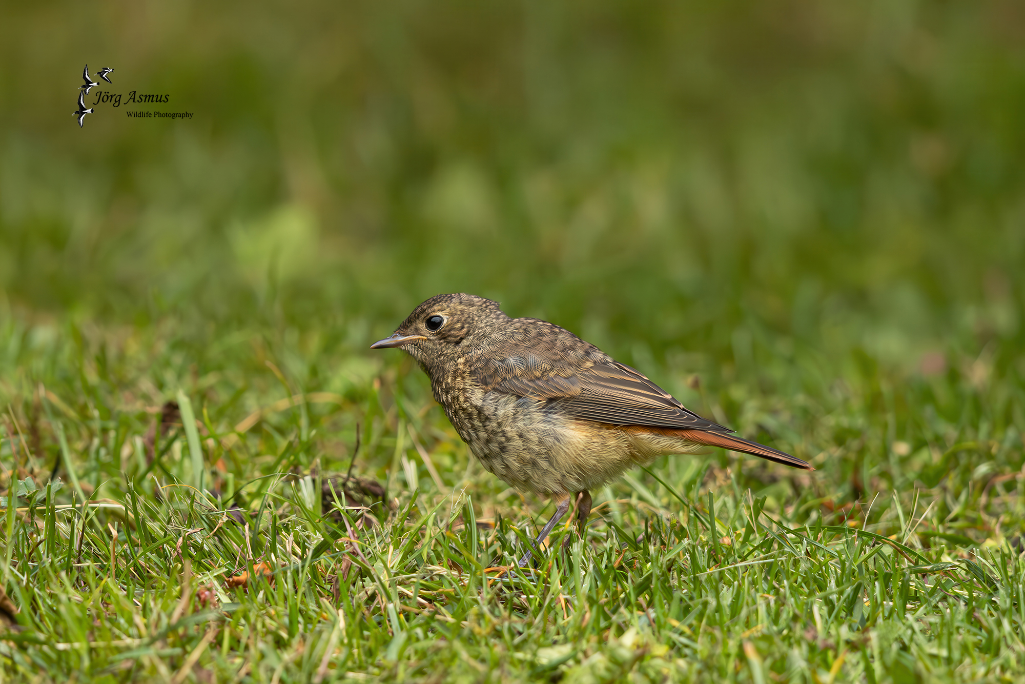 Wildlife-Photography - Jörg Asmus - Gartenrotschwanz