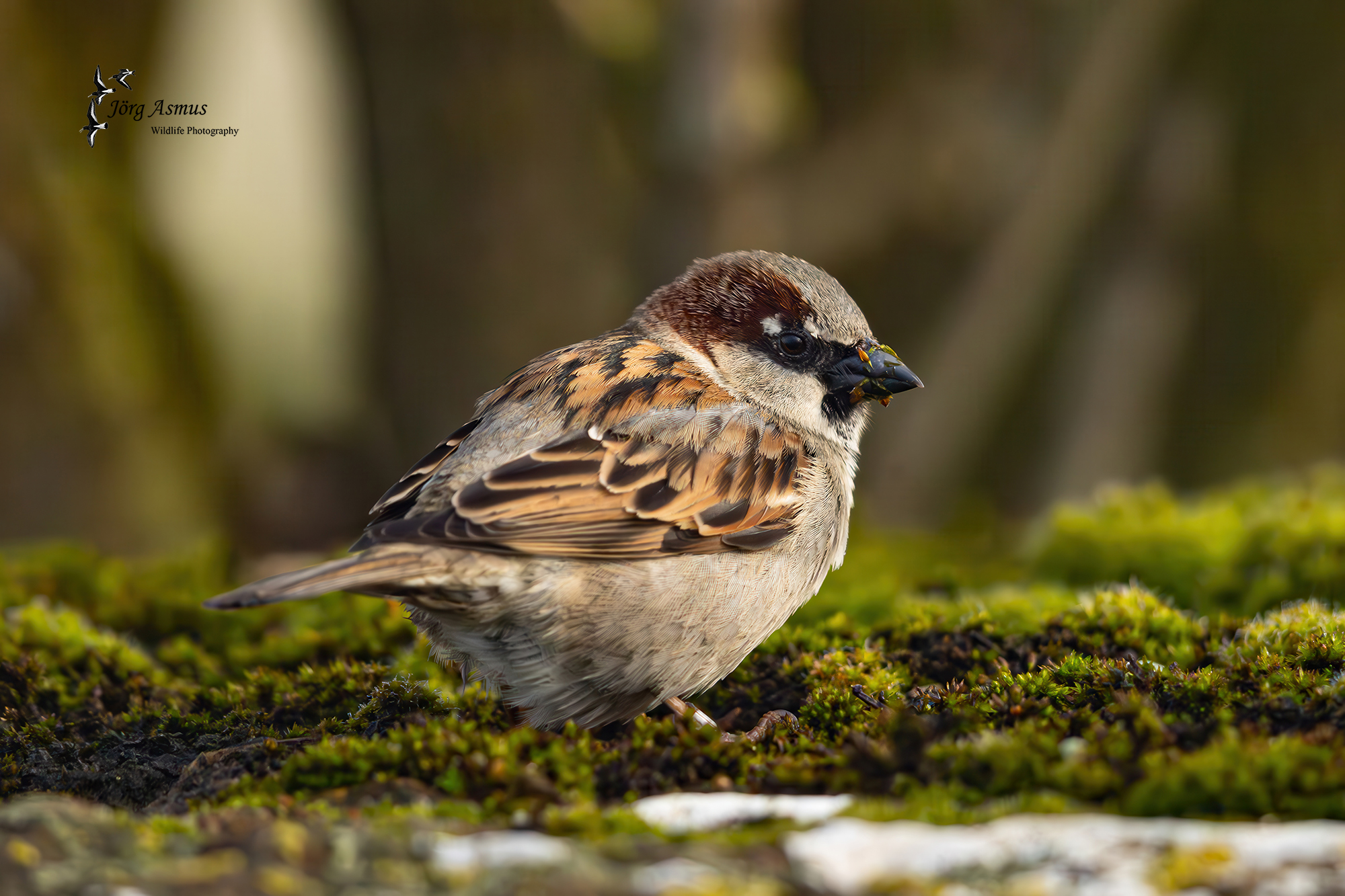 Wildlife-Photography - Jörg Asmus - Haussperling