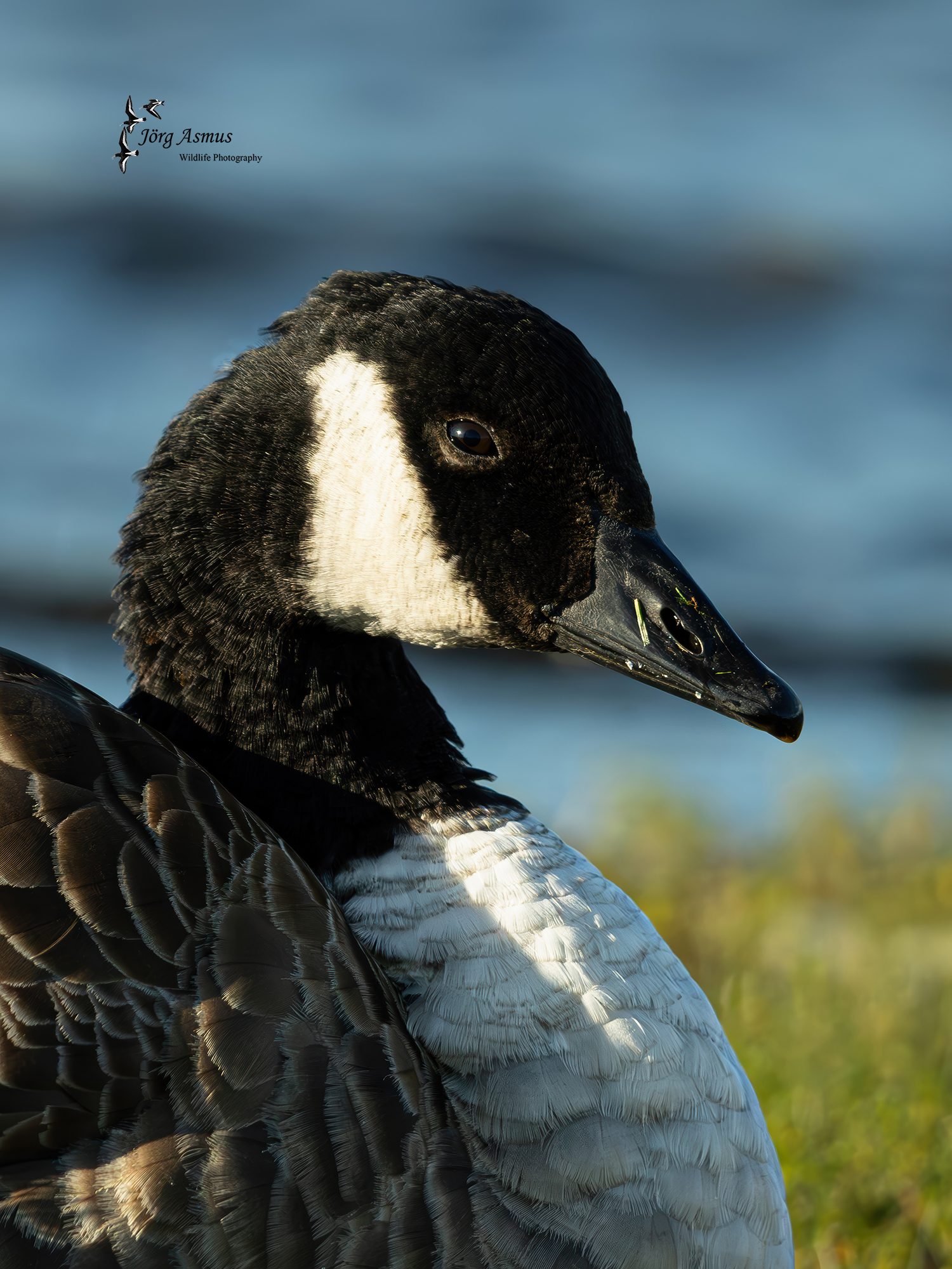Wildlife-Photography - Jörg Asmus - Kanadagans