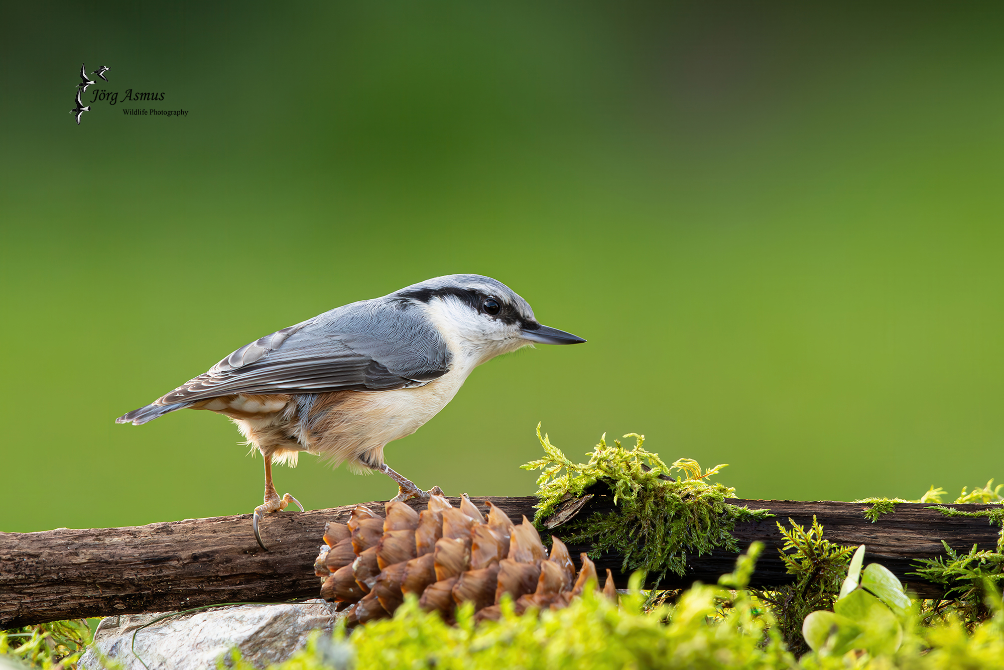 Wildlife-Photography - Jörg Asmus - Kleiber