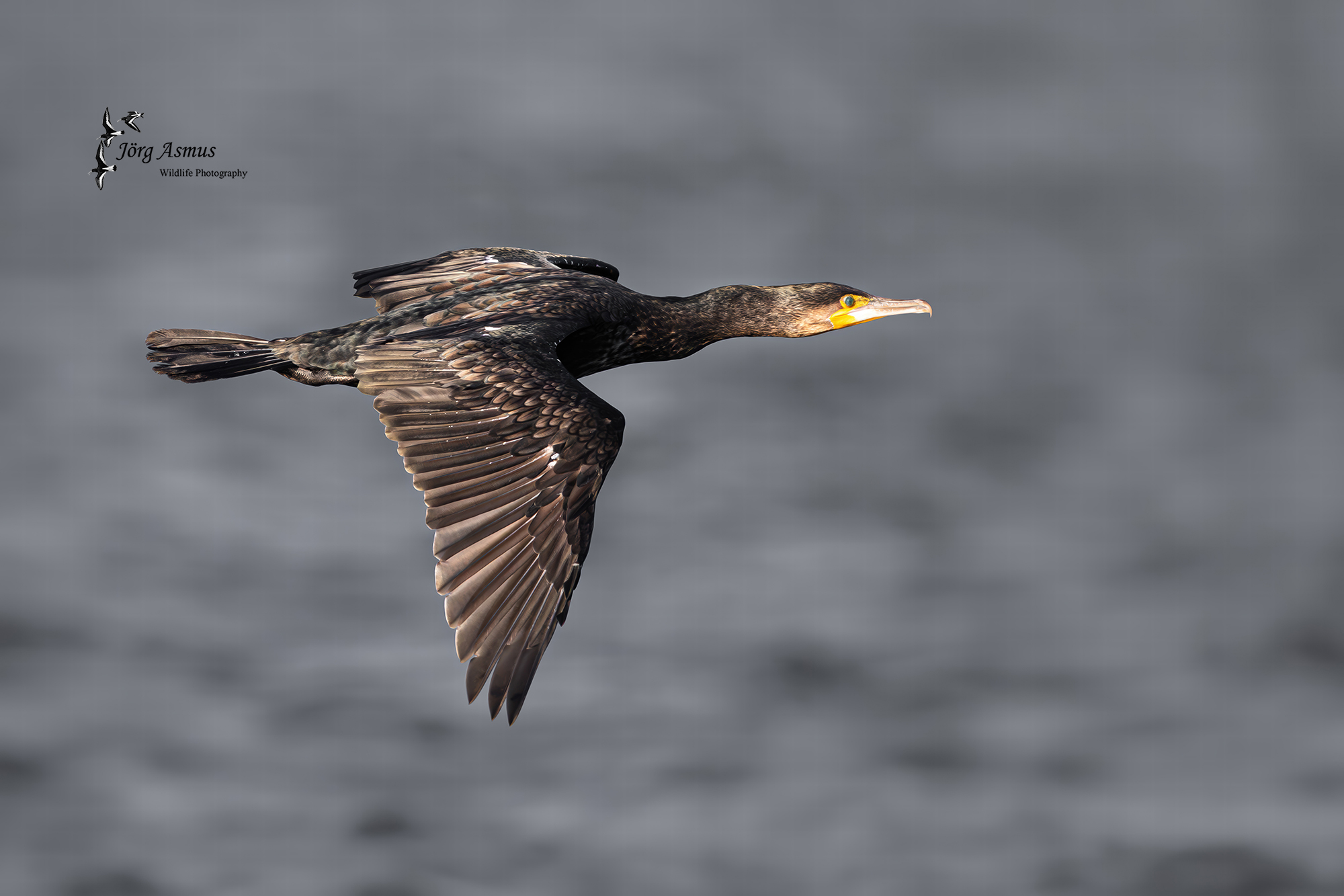 Wildlife-Photography - Jörg Asmus - Kormoran