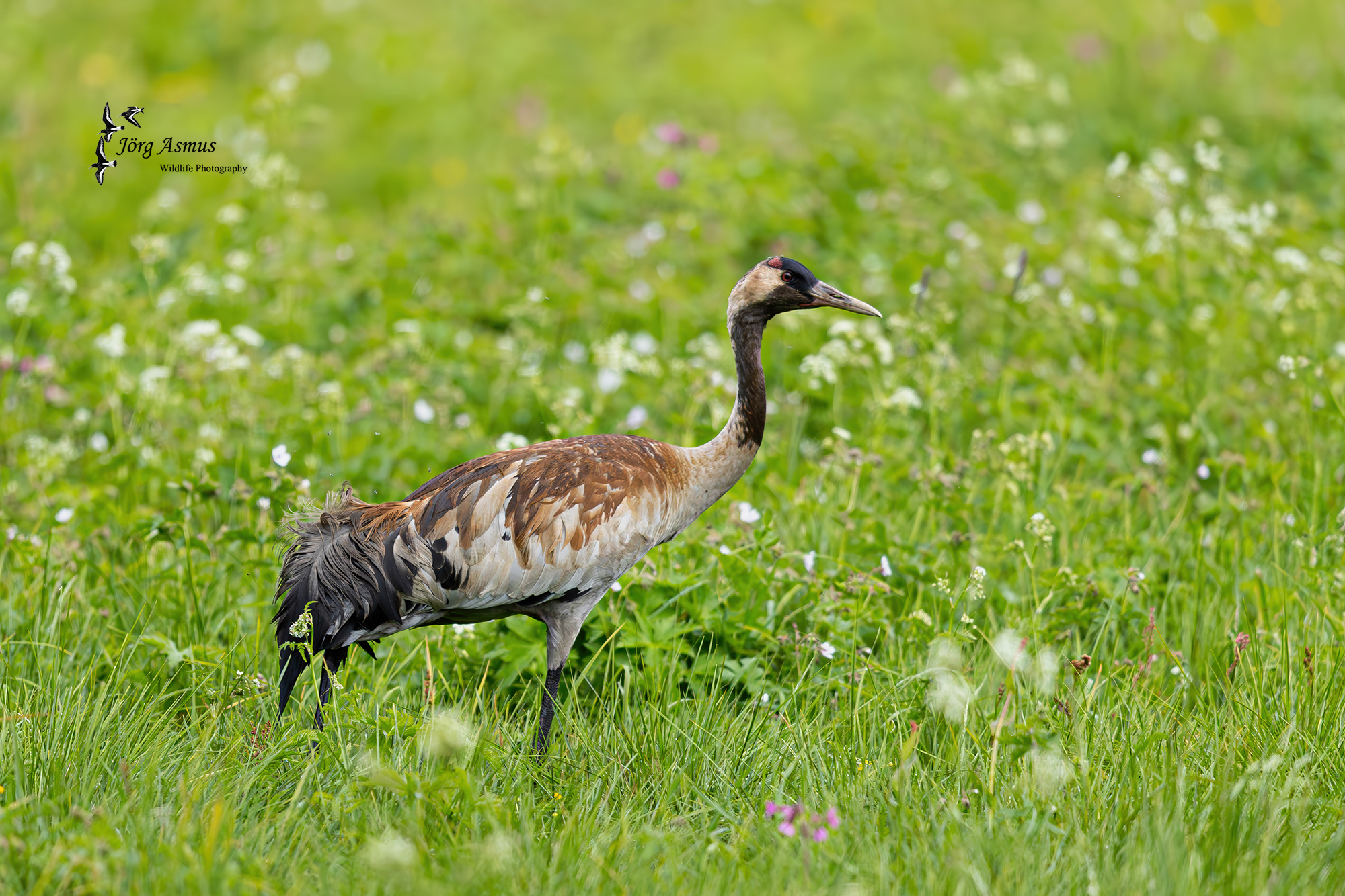 Wildlife-Photography - Jörg Asmus - Kranich