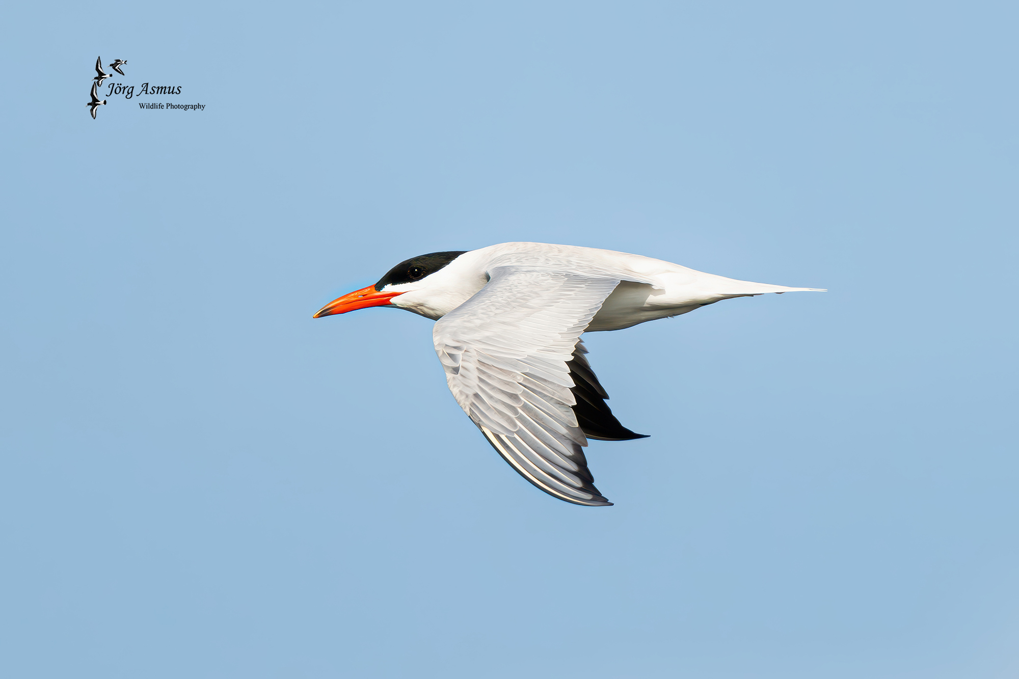 Wildlife-Photography - Jörg Asmus - Raubseeschwalbe