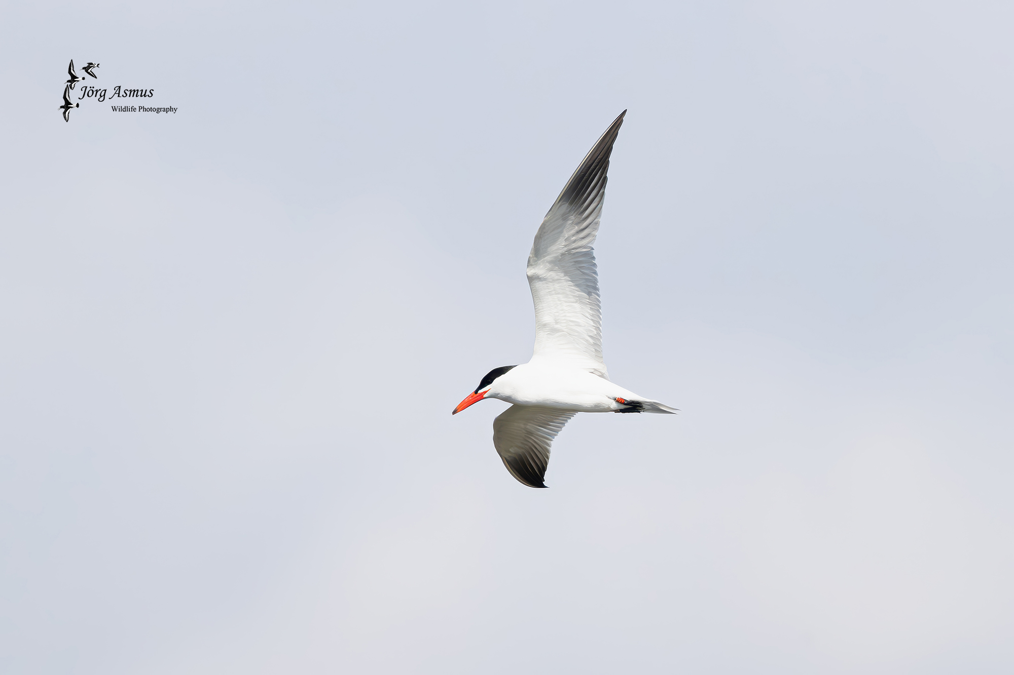 Wildlife-Photography - Jörg Asmus - Raubseeschwalbe