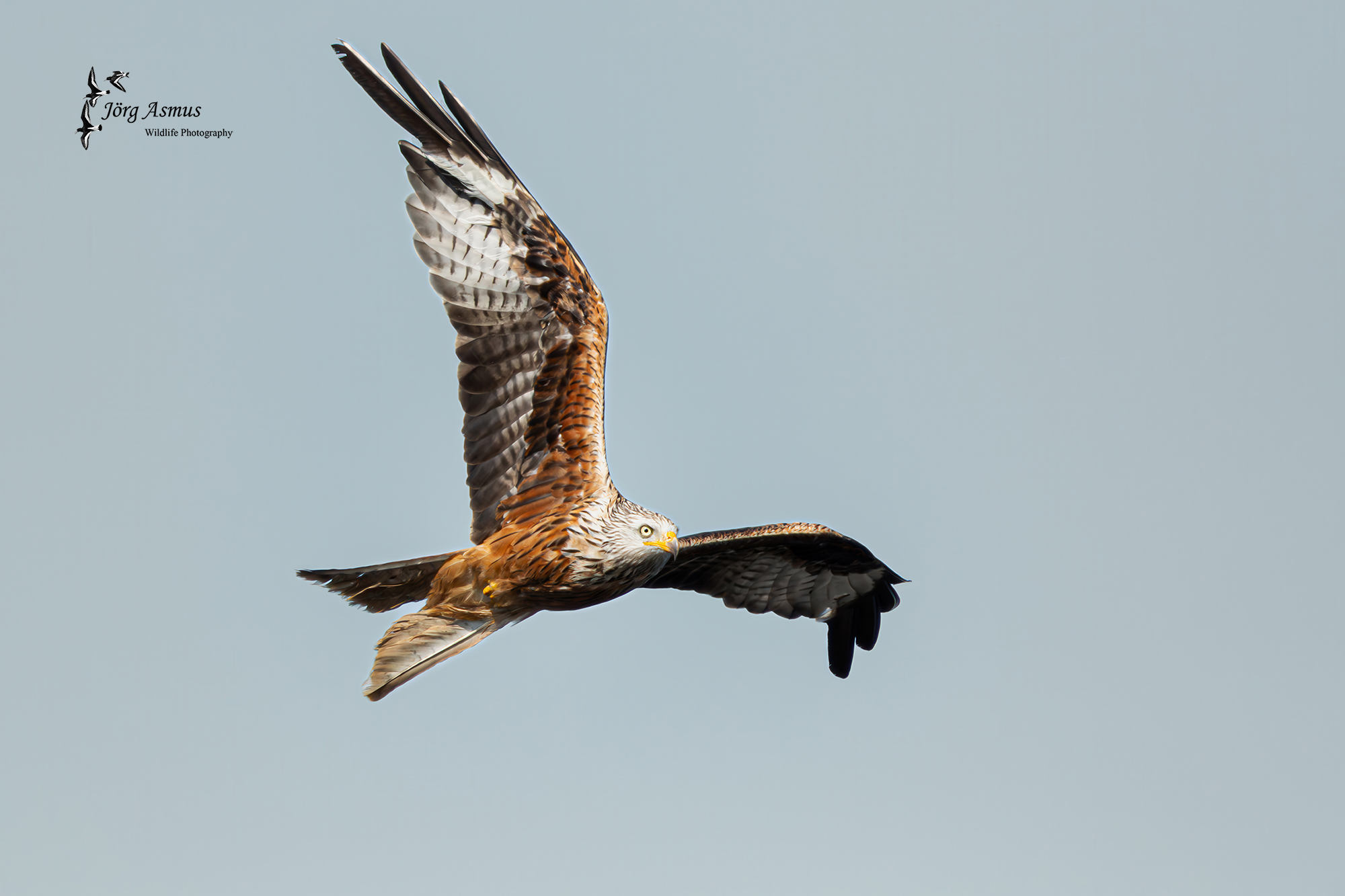 Wildlife-Photography - Jörg Asmus - Rotmilan