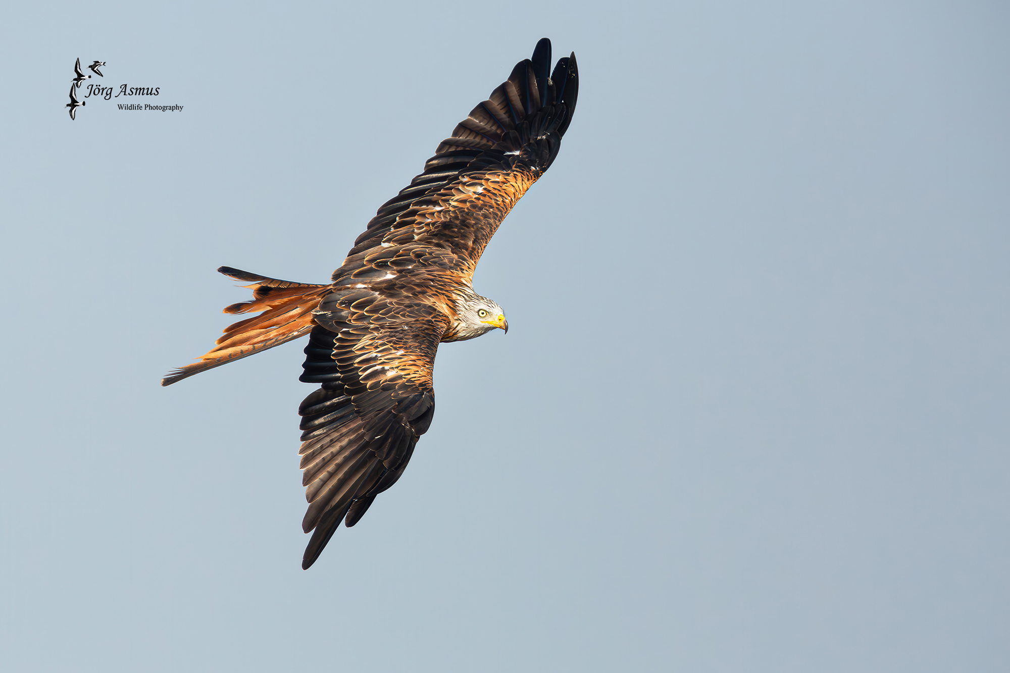Wildlife-Photography - Jörg Asmus - Rotmilan