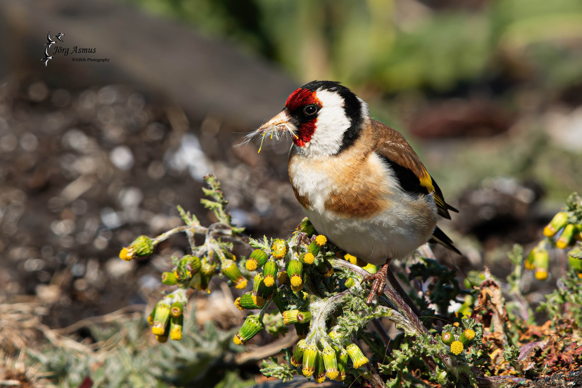 Wildlife-Photography - Jörg Asmus - Stieglitz