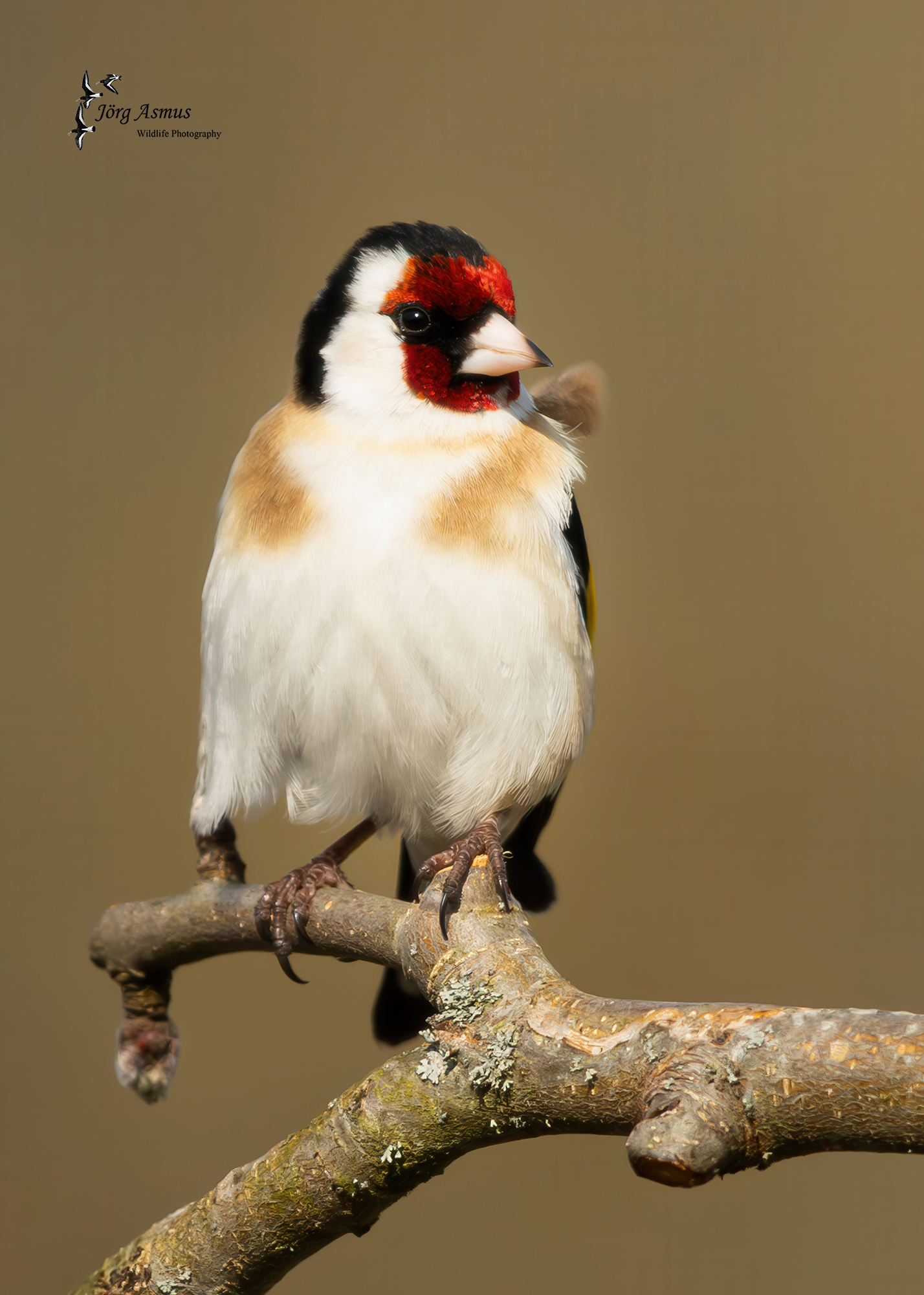 Wildlife-Photography - Jörg Asmus - Stieglitz