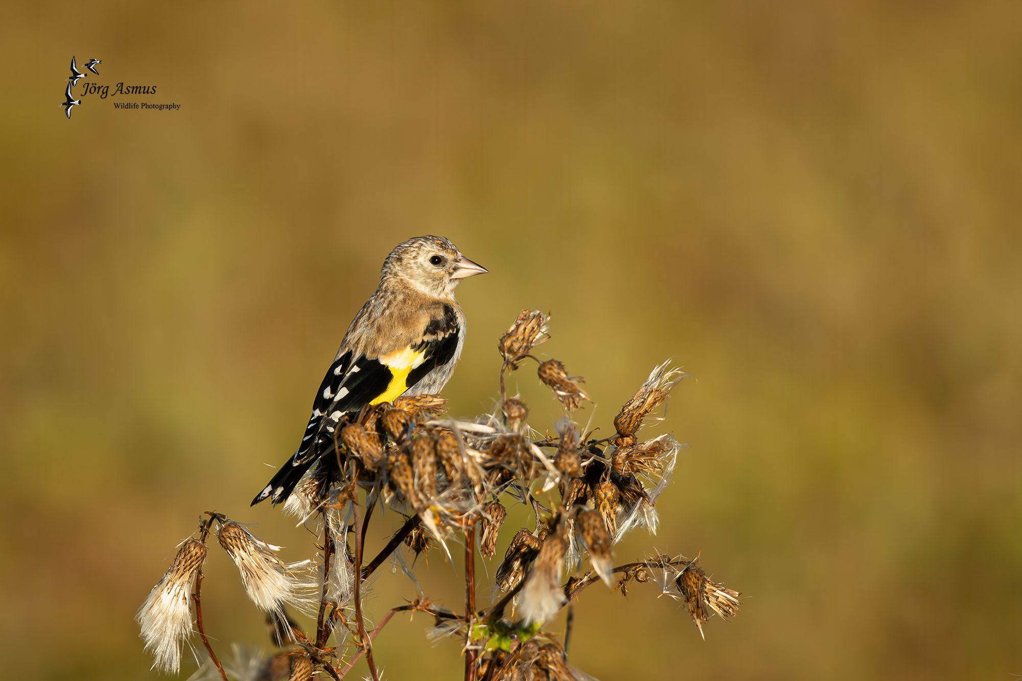 Wildlife-Photography - Jörg Asmus - Stieglitz