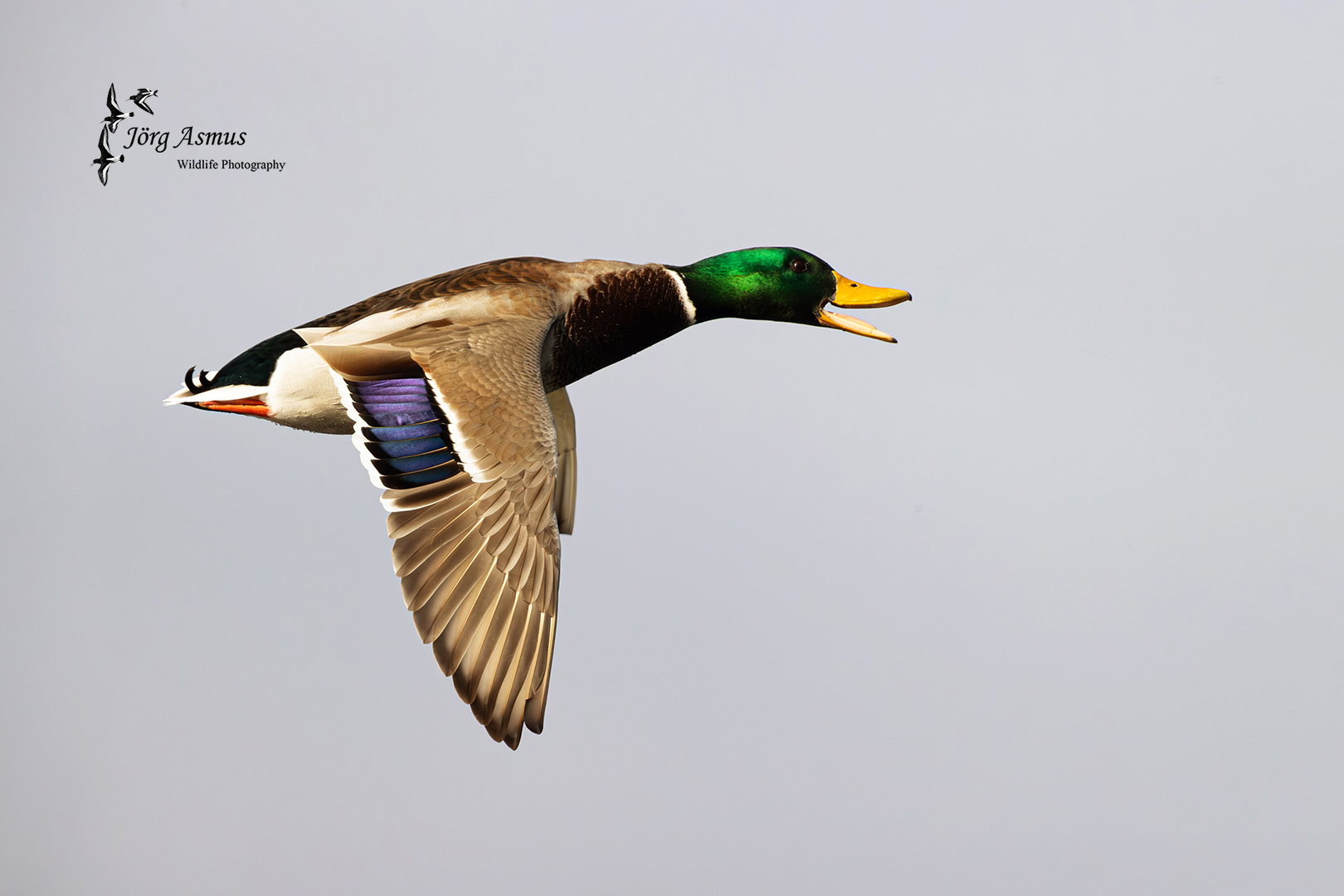 Wildlife-Photography - Jörg Asmus - Erfolge