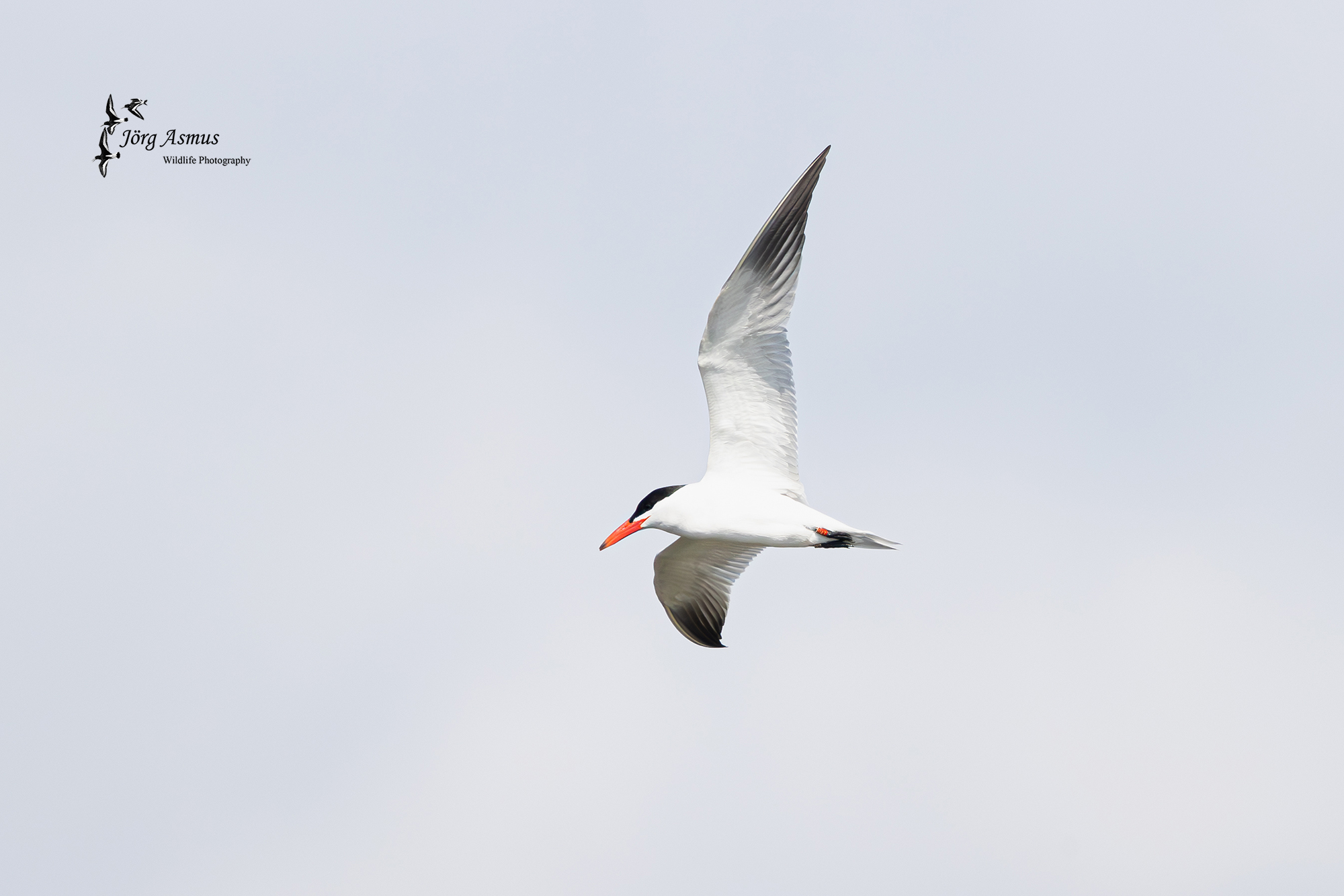 Wildlife-Photography - Jörg Asmus - Neue Fotos